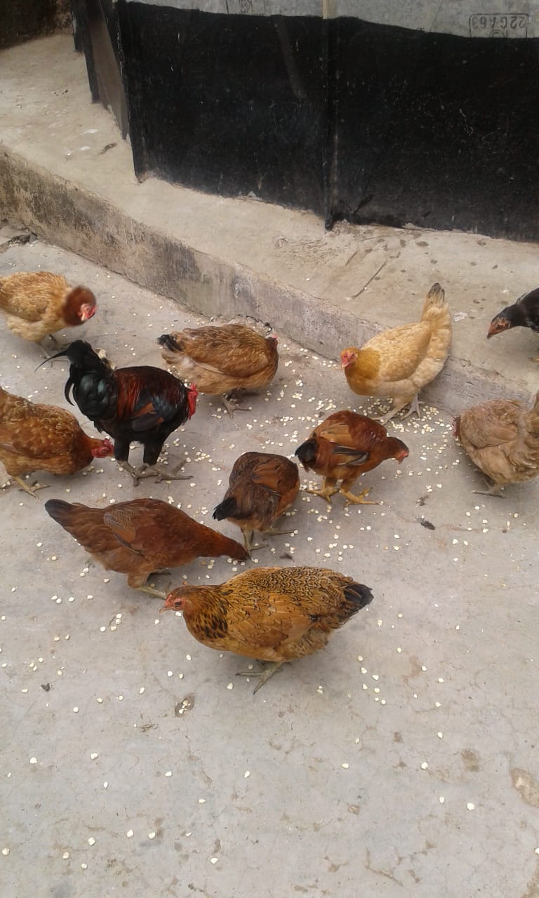 Goshen Farm Project | Intercessors For Africa