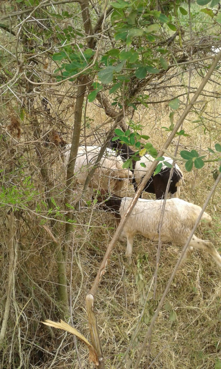 Goshen Farm Project | Intercessors For Africa