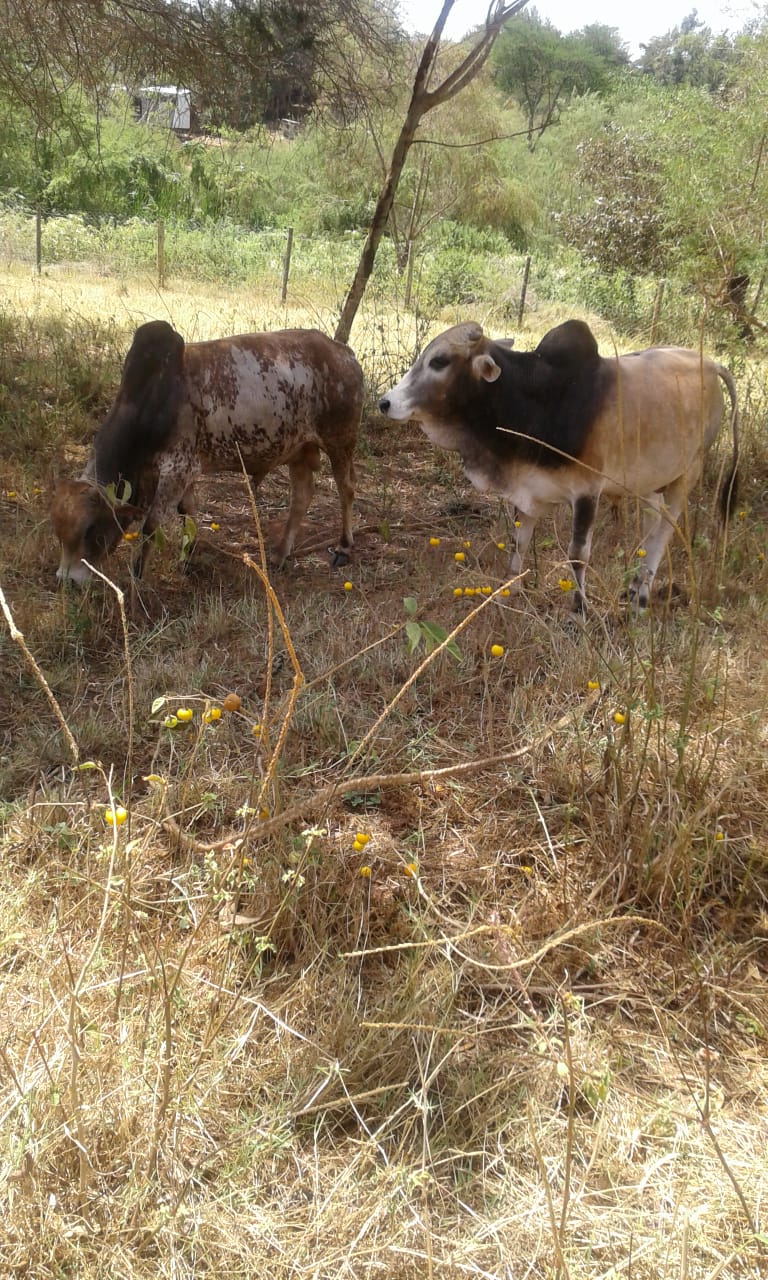 Goshen Farm Project | Intercessors For Africa